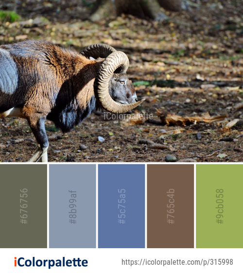 Color Palette Ideas from Fauna Terrestrial Animal Wildlife Image ...