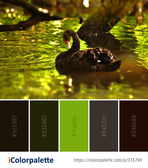 Color Palette Ideas from Water Reflection Bird Image | iColorpalette