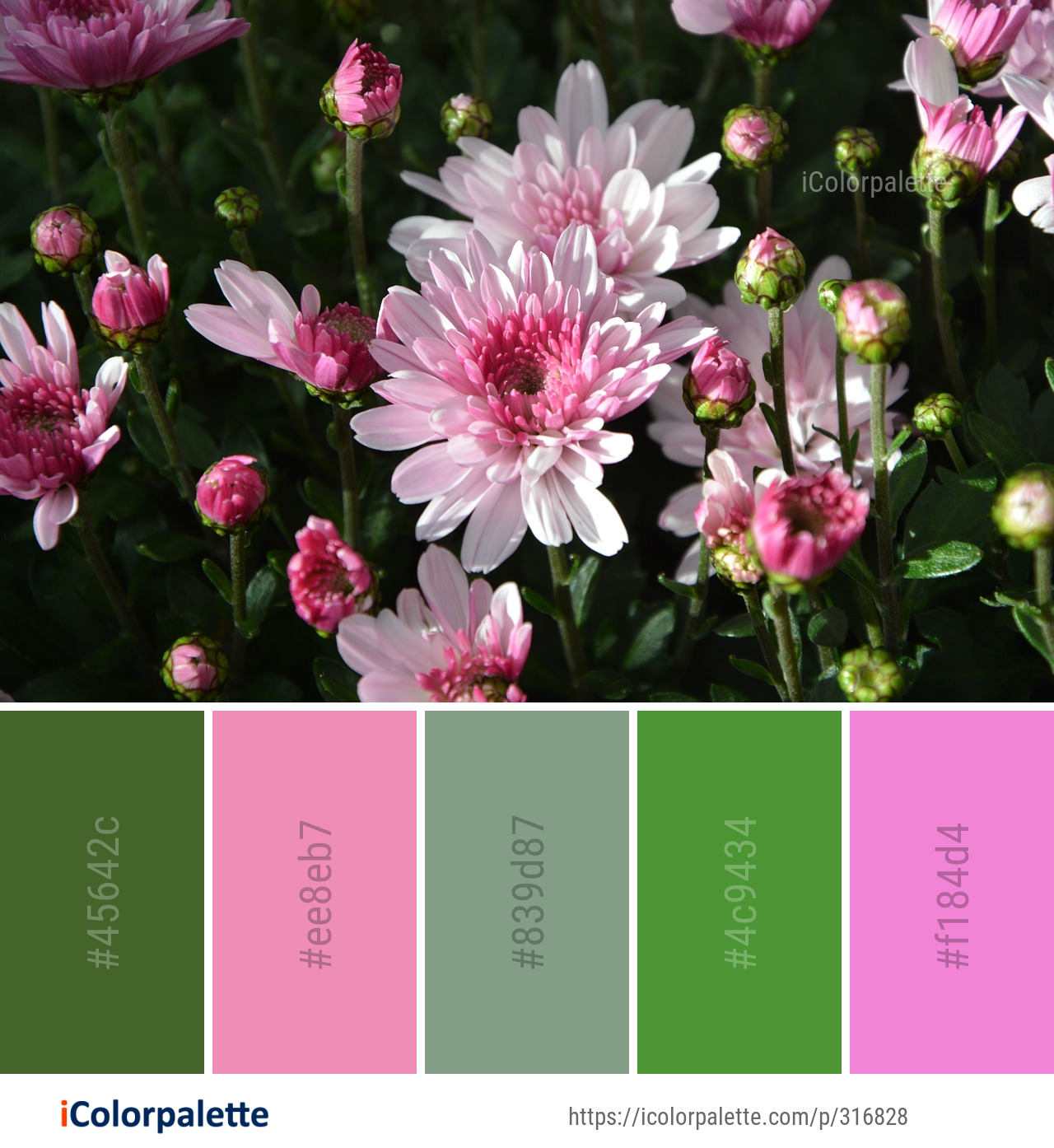 Color Palette Ideas from Flower Plant Flowering Image | iColorpalette