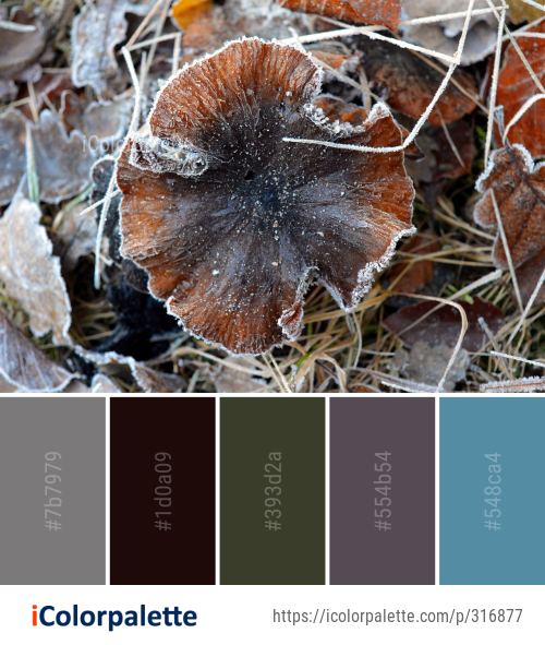Color Palette Ideas from Fungus Agaricomycetes Edible Mushroom Image ...