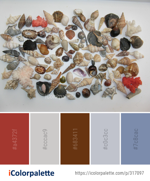 Color Palette Ideas from Seashell Clam Clams Oysters Mussels And ...