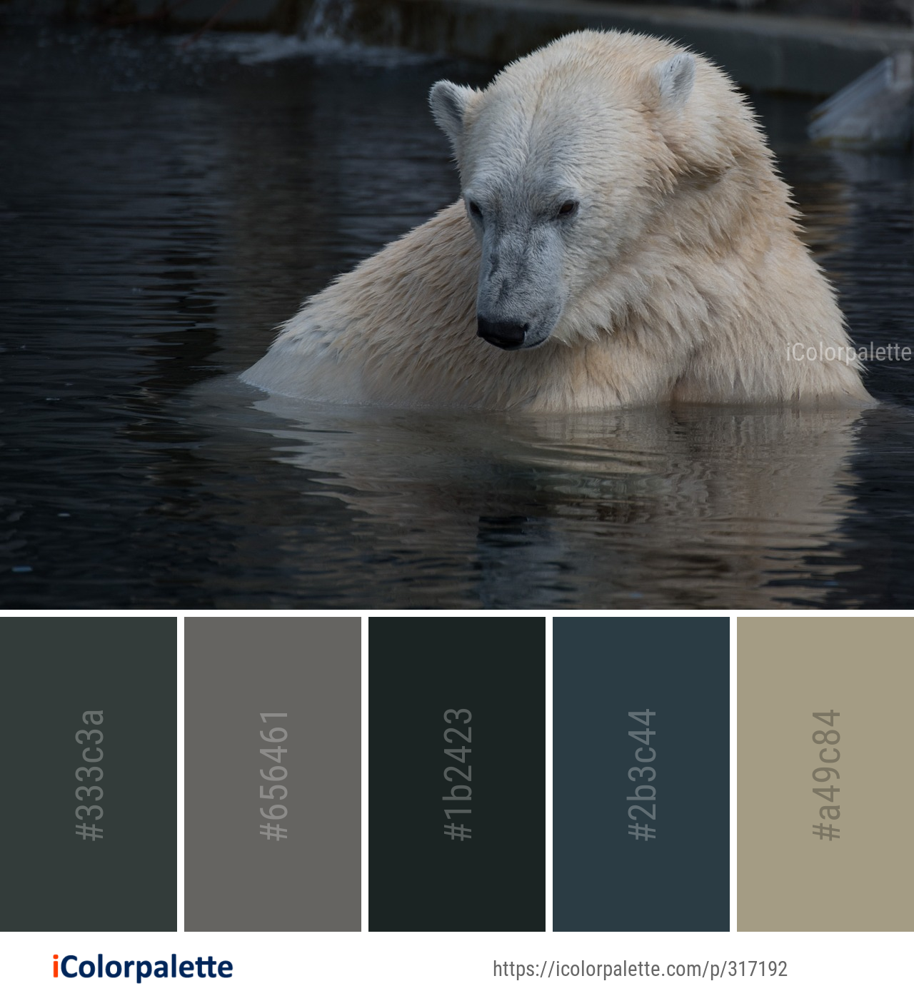 Color Palette Ideas from Polar Bear Image | iColorpalette