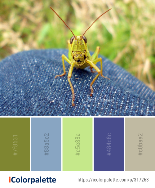 Color Palette Ideas from Insect Grasshopper Locust Image | iColorpalette