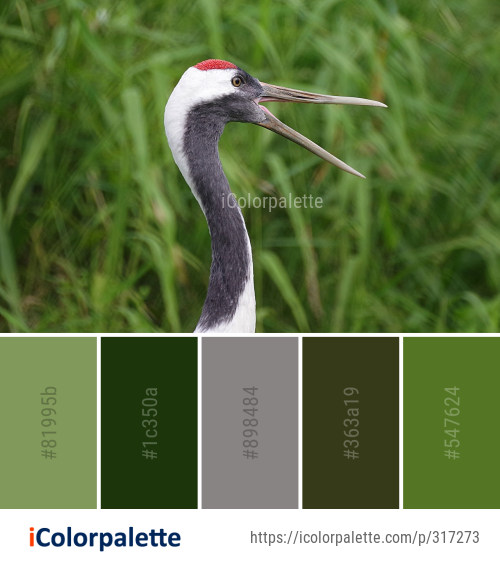 39+ Crane Color Palette ideas in 2025 | iColorPalette