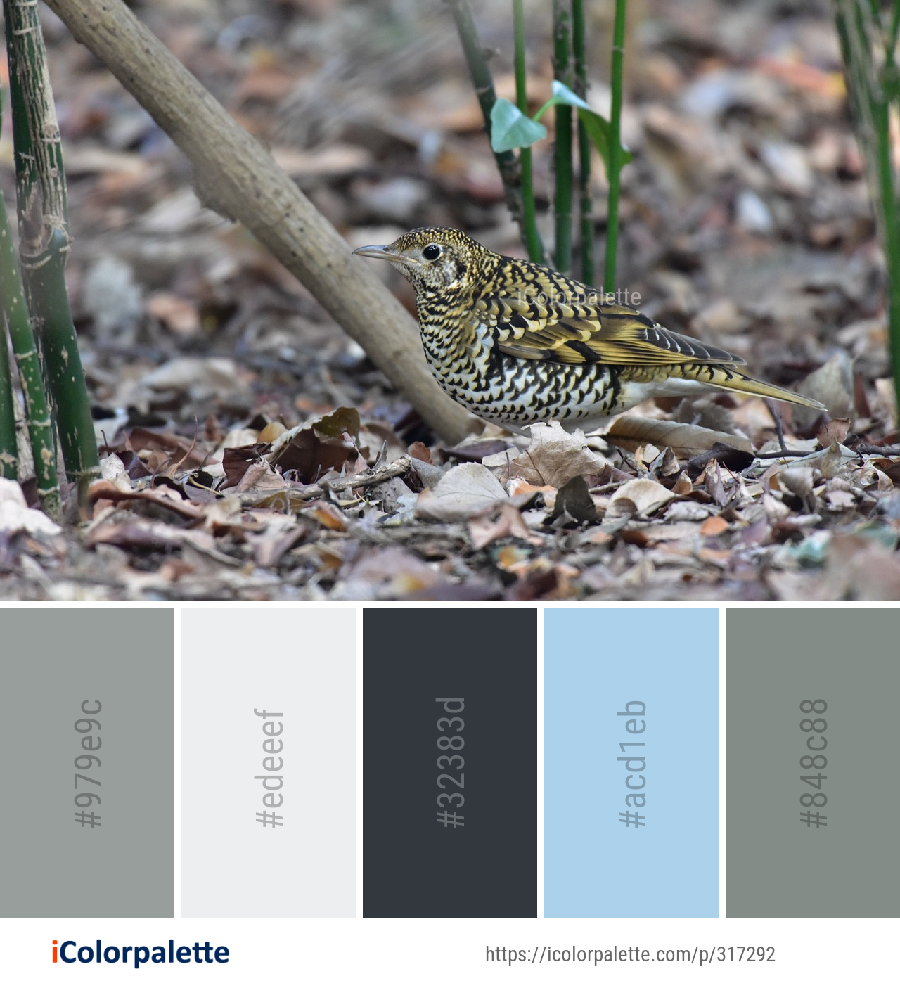 144+ Sparrow Color Palette ideas in 2026 | iColorPalette