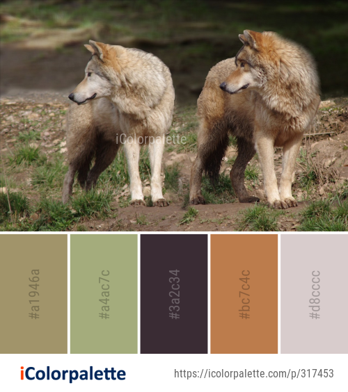 Color Palette Ideas from Wildlife Wolf Canis Lupus Tundrarum Image ...