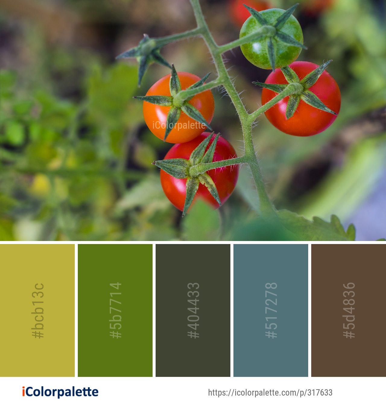 Color Palette Ideas from Plant Flora Potato And Tomato Genus Image ...