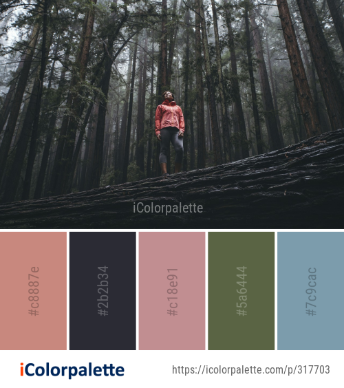 Color Palette Ideas from Tree Nature Forest Image | iColorpalette