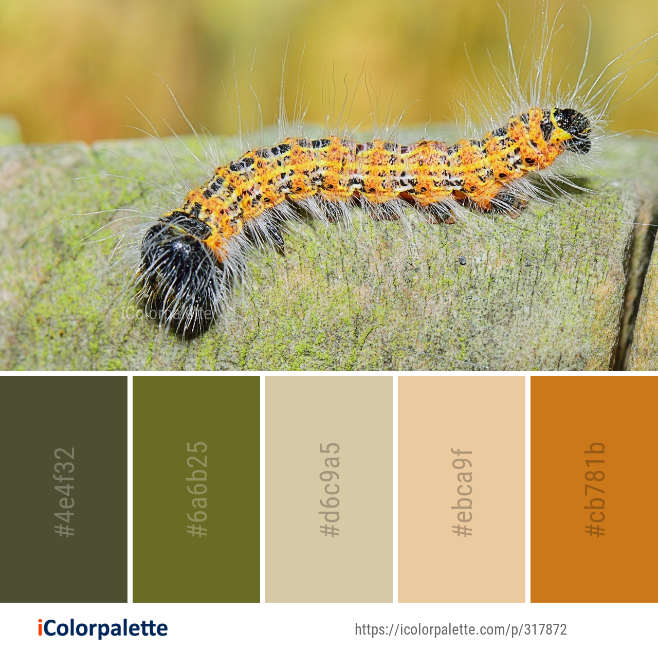 Color Palette Ideas from Caterpillar Larva Invertebrate Image ...