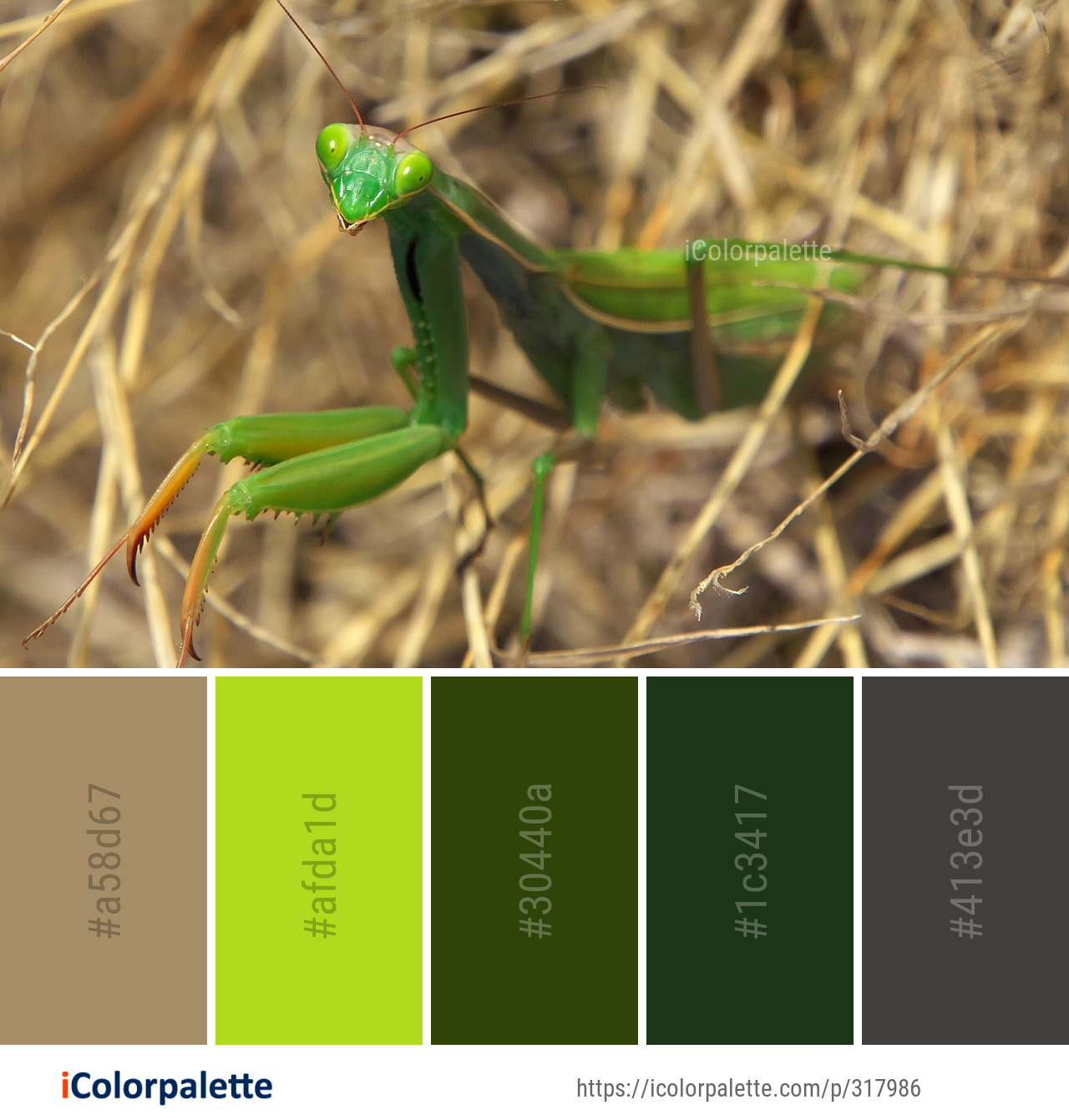 Color Palette Ideas from Insect Mantis Invertebrate Image | iColorpalette