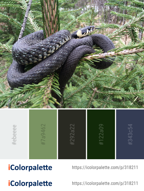 Color Palette Ideas from Snake Scaled Reptile Serpent Image | iColorpalette