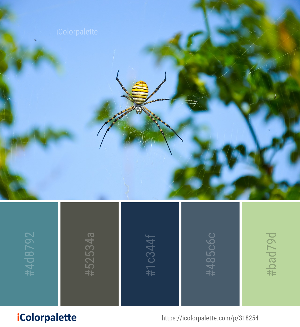 32+ Spider Color Palette ideas in 2025 | iColorPalette