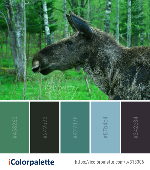 Color Palette Ideas from Wildlife Fauna Ecosystem Image | iColorpalette