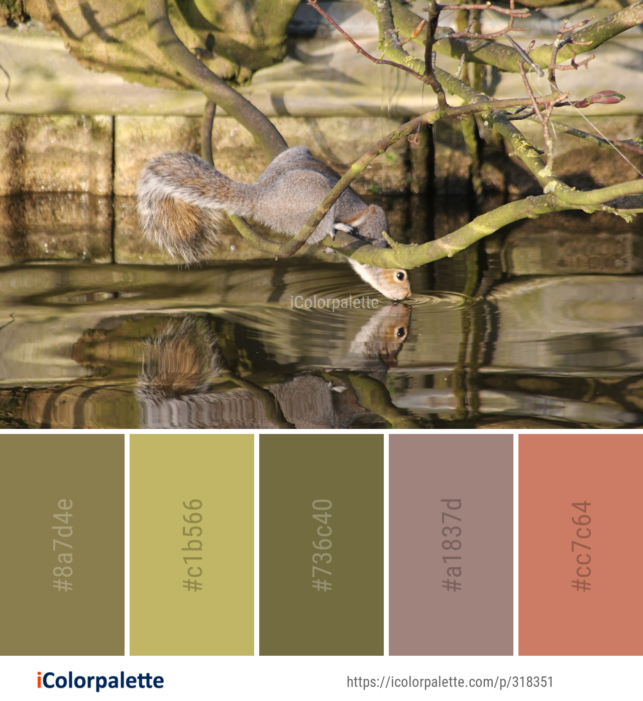 Color Palette Ideas from Fauna Mammal Wildlife Image | iColorpalette