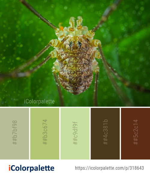 30+ Araneus Color Palette ideas in 2026 | iColorPalette