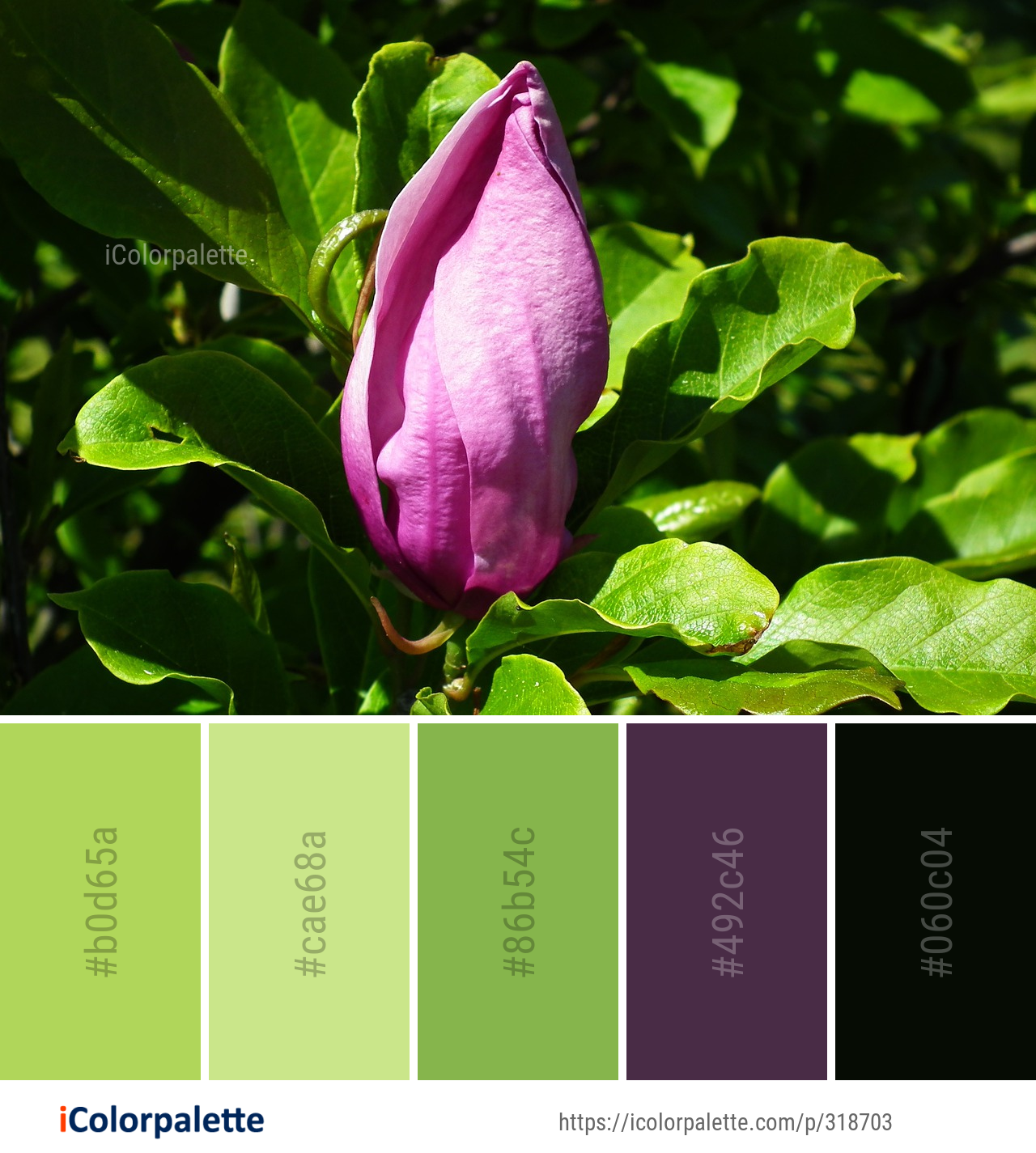 Color Palette Ideas from Plant Flower Flora Image | iColorpalette