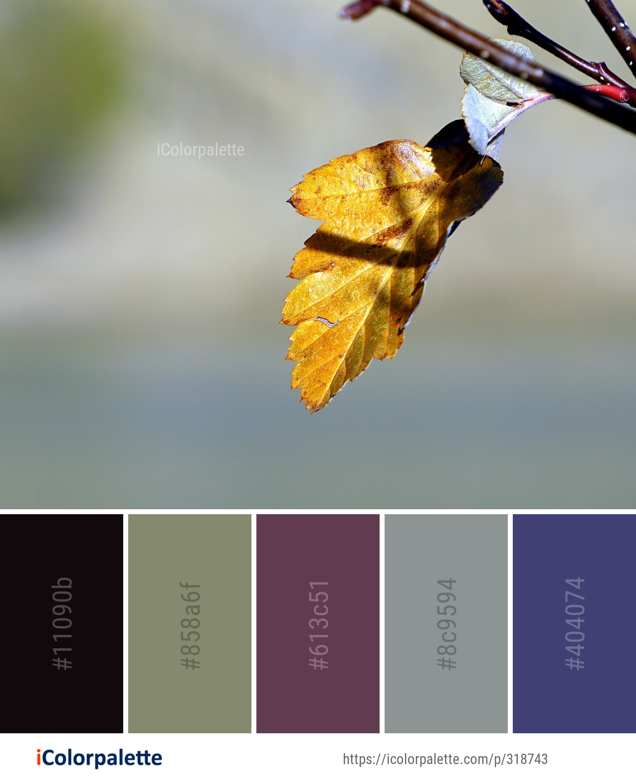 Color Palette Ideas from Leaf Twig Macro Photography Image | iColorpalette