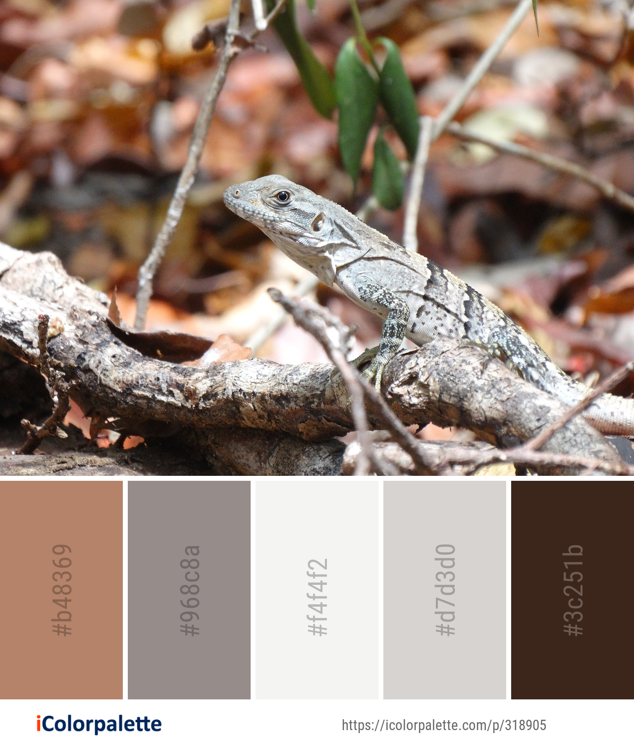 Color Palette Ideas from Reptile Lizard Fauna Image | iColorpalette