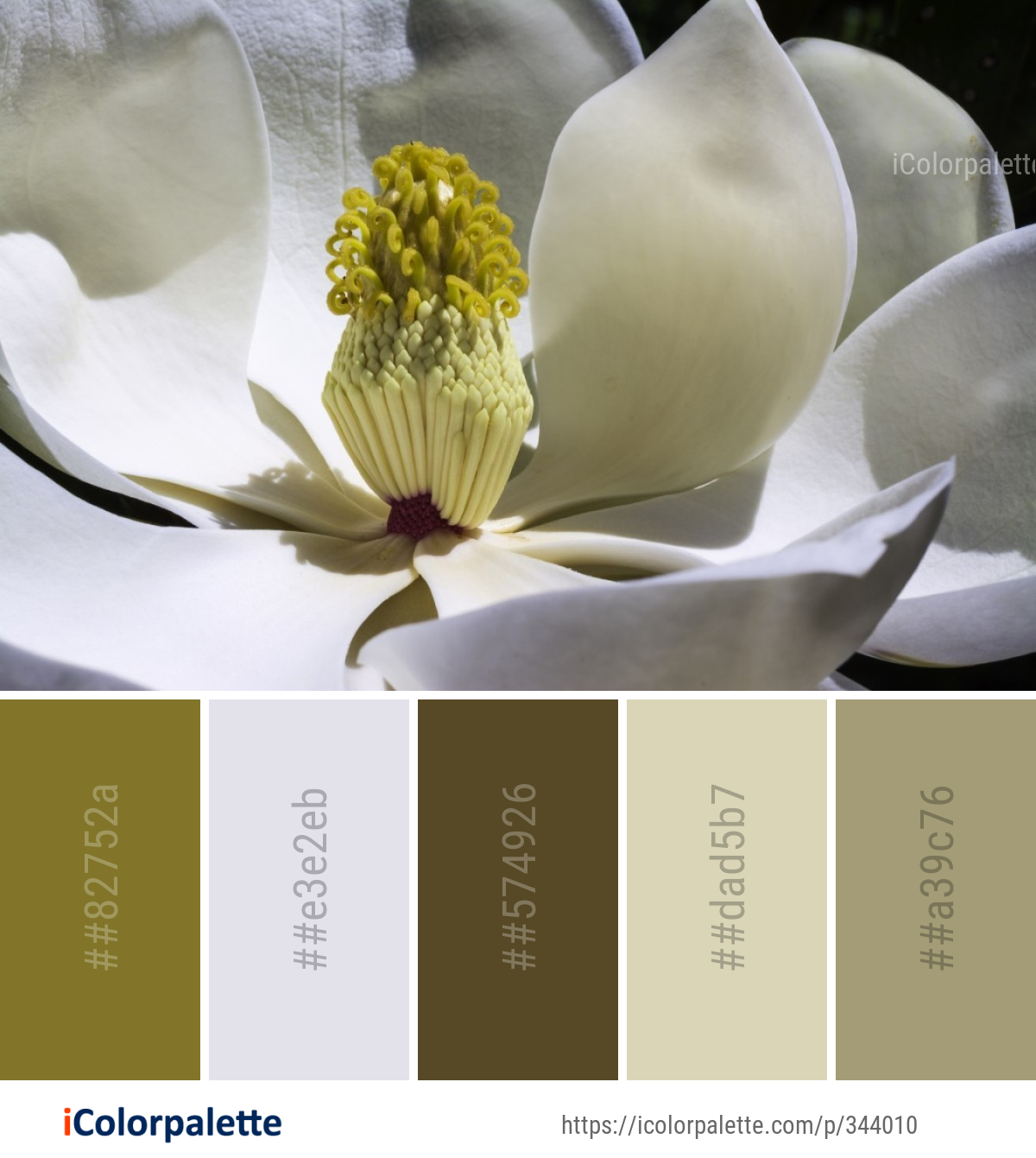 Color Palette Ideas from Flower White Plant Image | iColorpalette