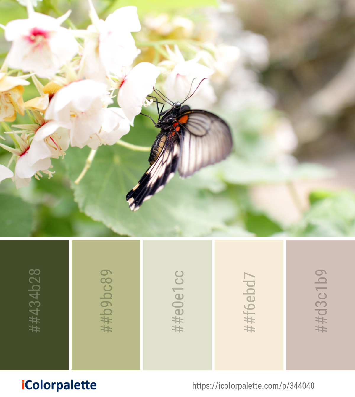 Color Palette Ideas from Butterfly Insect Moths And Butterflies Image ...