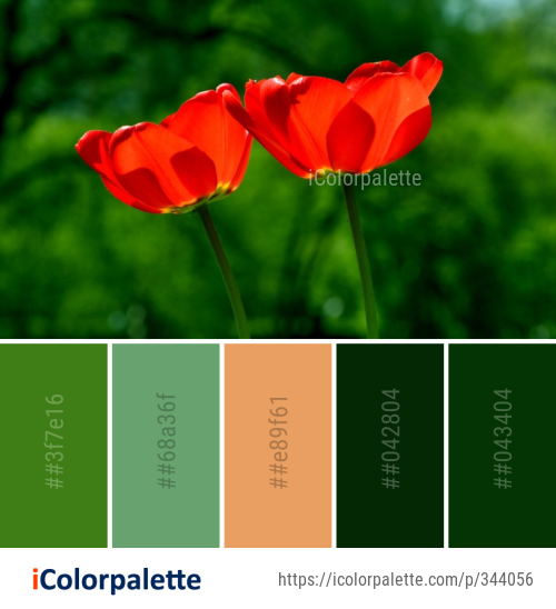 Color Palette Ideas from Flower Red Wildflower Image | iColorpalette