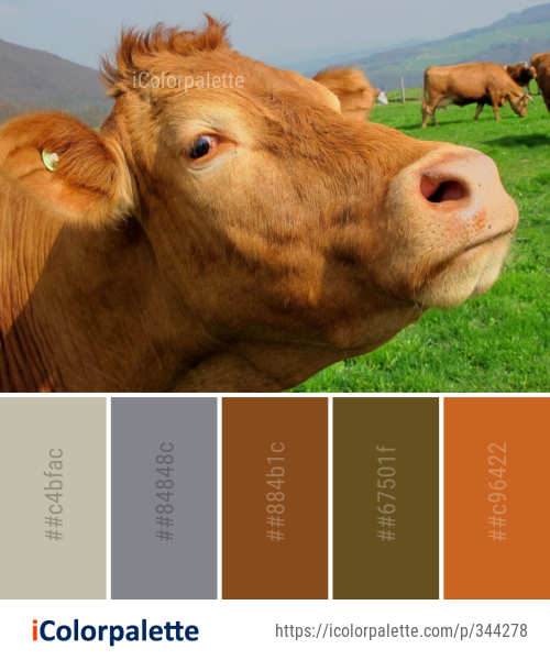 Color Palette Ideas from Cattle Like Mammal Fauna Pasture Image ...