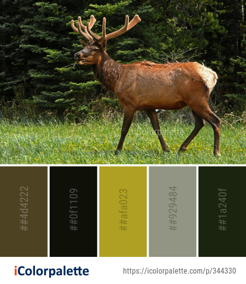 Color Palette Ideas from Wildlife Deer Fauna Image | iColorpalette