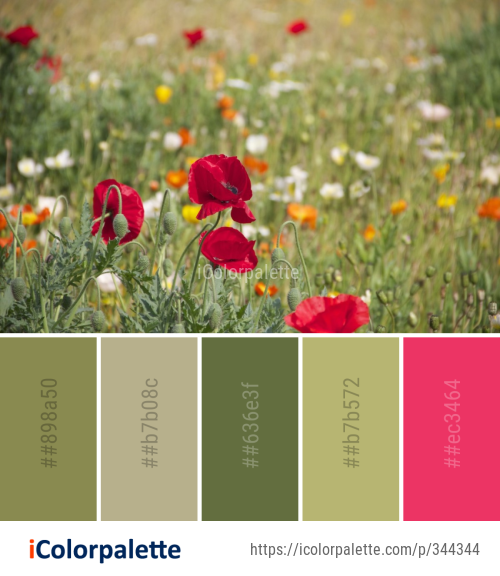 Color Palette Ideas from Flower Wildflower Field Image | iColorpalette