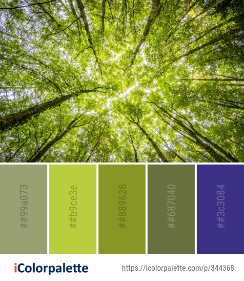 Color Palette Ideas from Green Forest Tree Image | iColorpalette