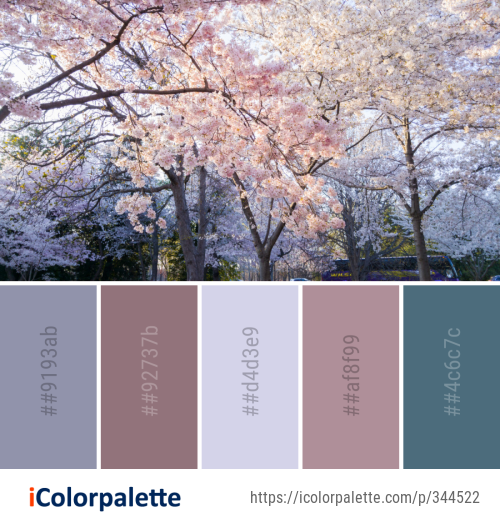 Color Palette Ideas from Cherry Blossom Flower Spring Image | iColorpalette
