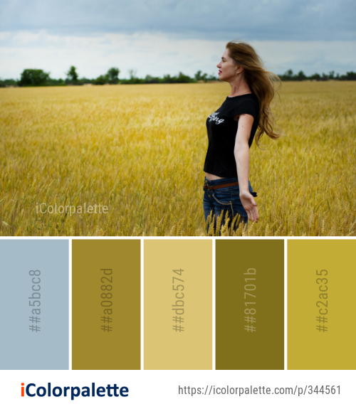 Color Palette Ideas from Field Yellow Crop Image | iColorpalette
