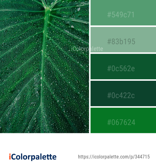 Color Palette Ideas from Leaf Green Water Image | iColorpalette