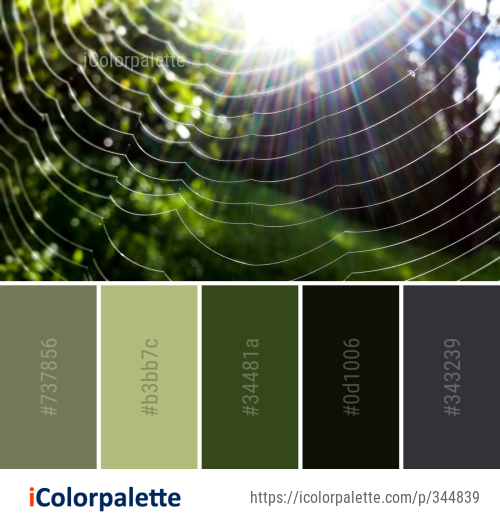 Color Palette Ideas from Spider Web Water Close Up Image | iColorpalette