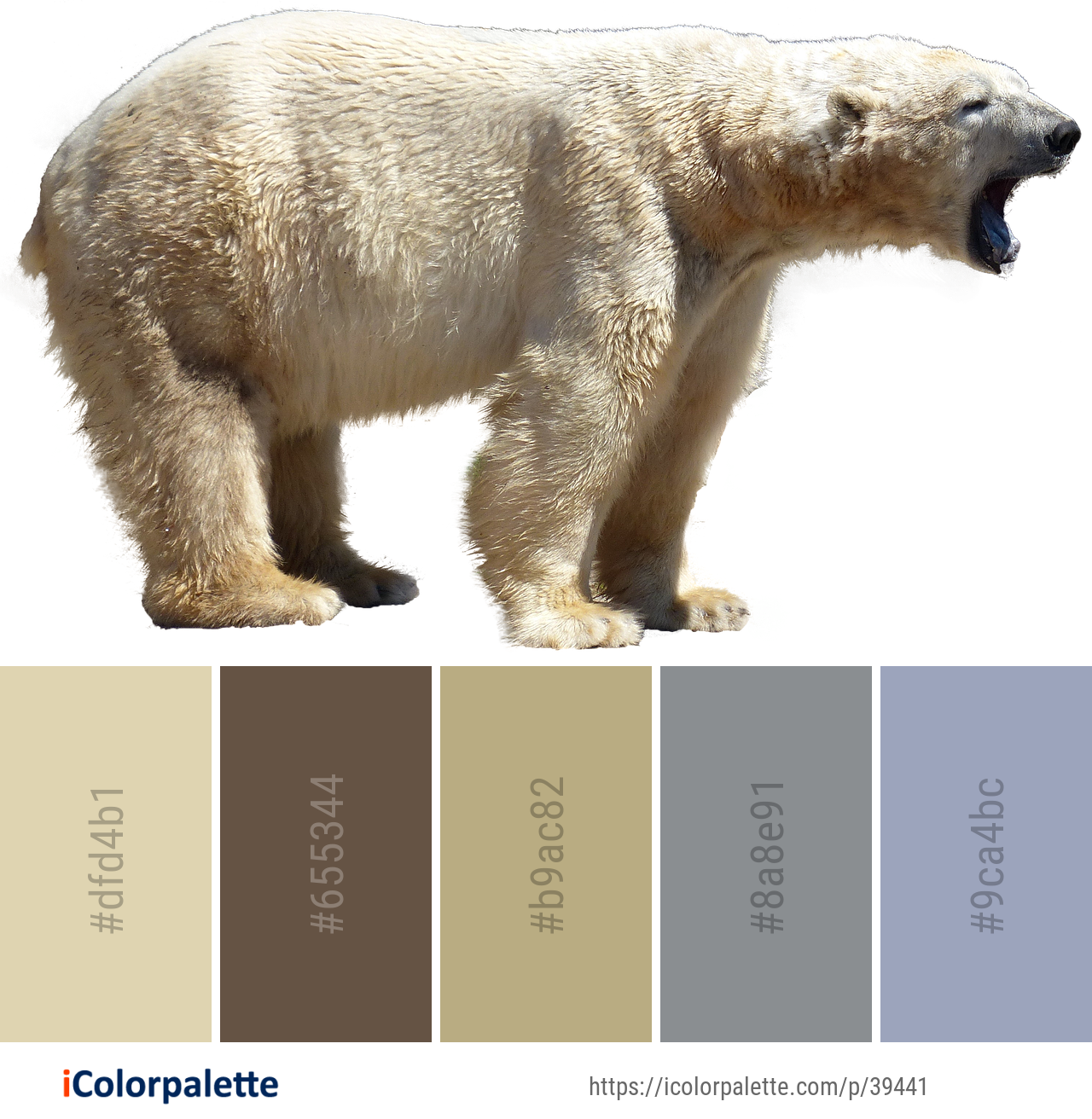 Color Palette Ideas from Polar Bear Image | iColorpalette