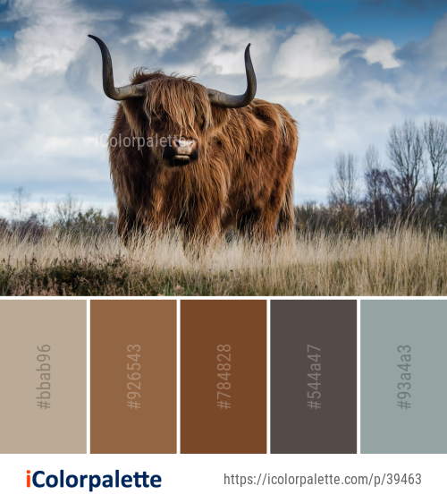 Color Palette Ideas from Cattle Like Mammal Wildlife Highland Image ...