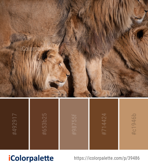 Color Palette Ideas from Wildlife Lion Mammal Image | iColorpalette