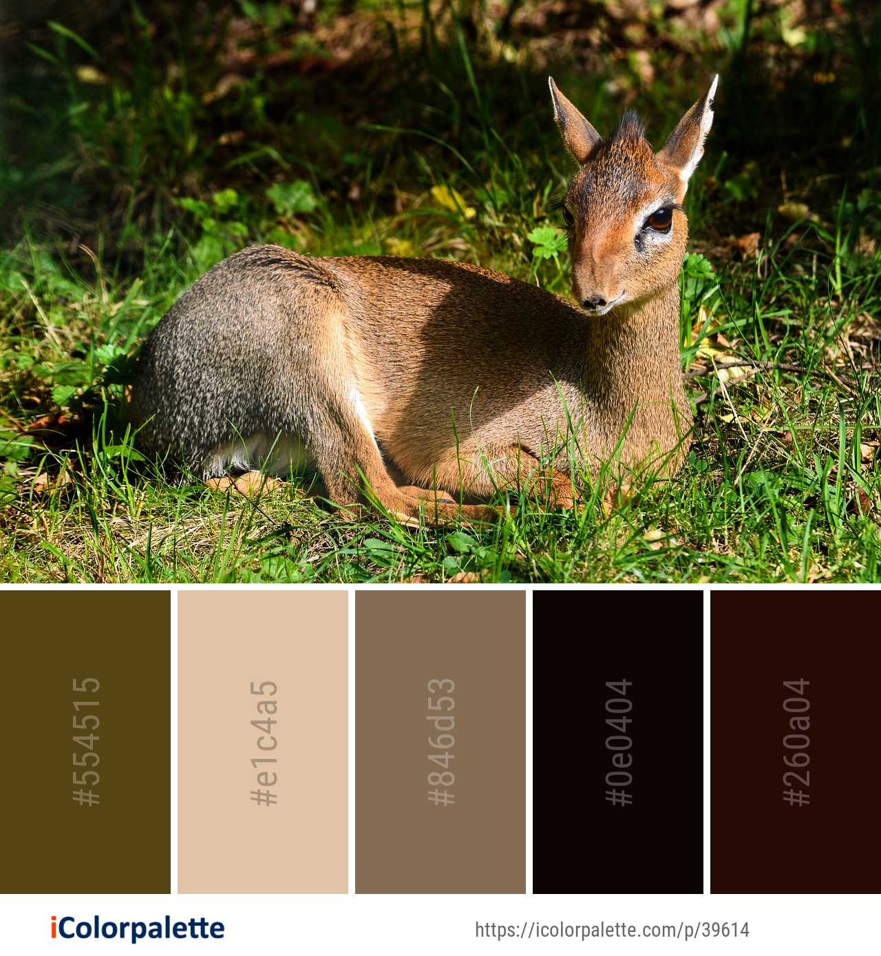 Color Palette Ideas from Wildlife Fauna Mammal Image | iColorpalette