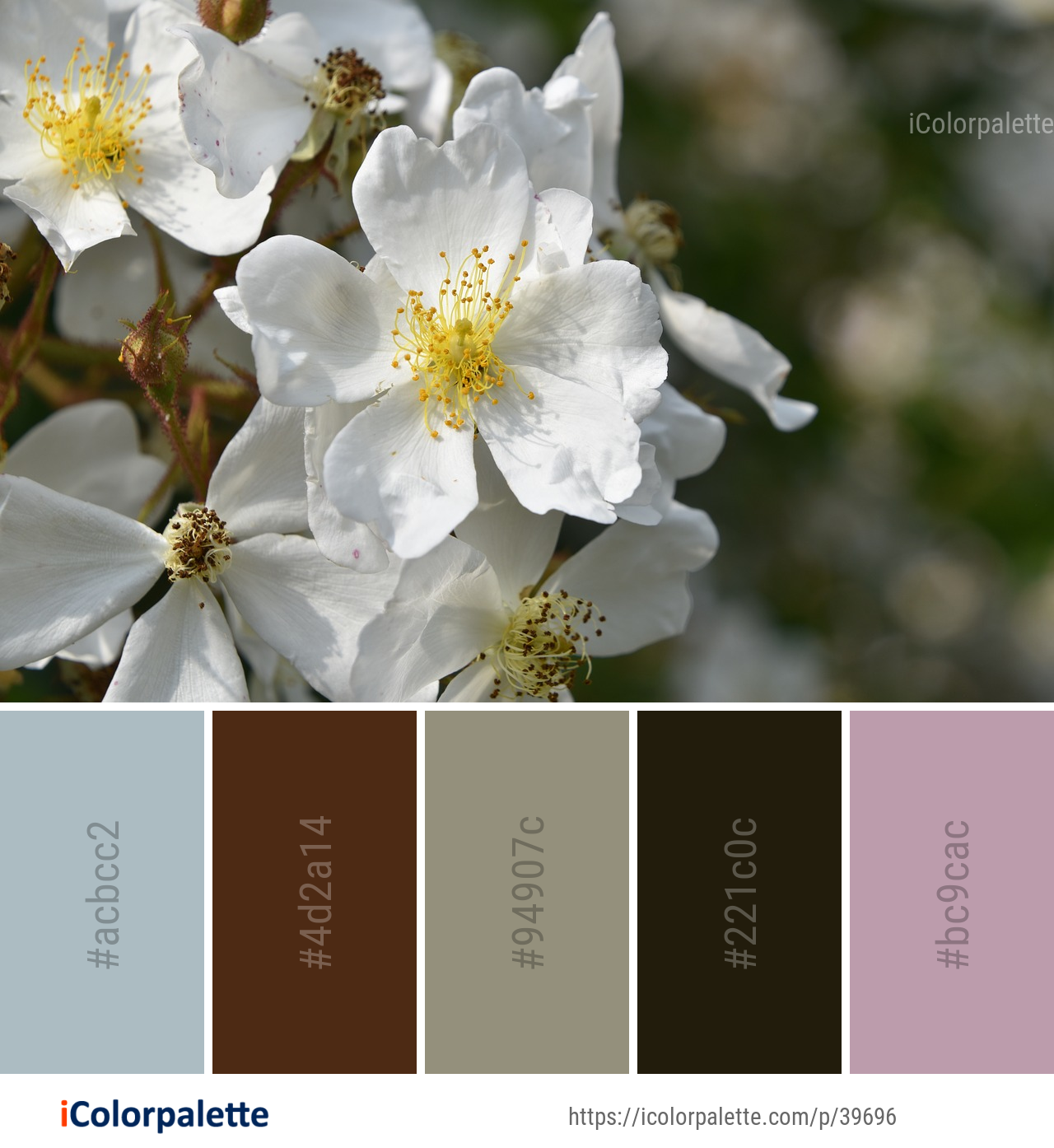 Color Palette Ideas from Flower White Blossom Image | iColorpalette