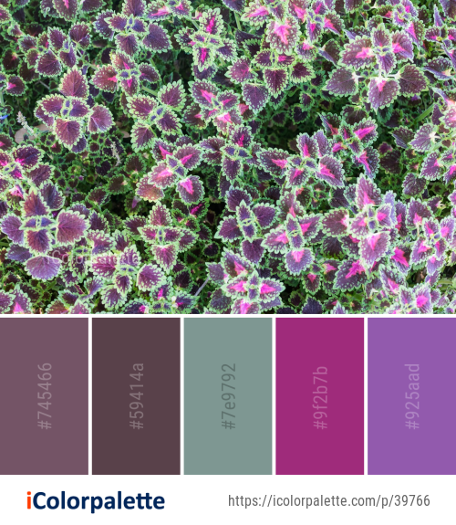 Color Palette Ideas from Plant Flower Purple Image | iColorpalette