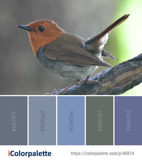 Color Palette Ideas from Bird European Robin Fauna Image | iColorpalette