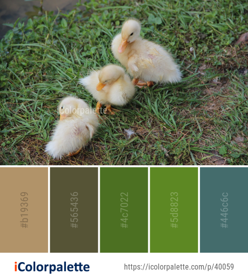 Color Palette Ideas from Bird Fauna Duck Image | iColorpalette