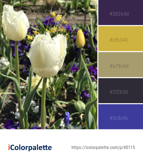 Color Palette Ideas from Flower Plant Tulip Image | iColorpalette