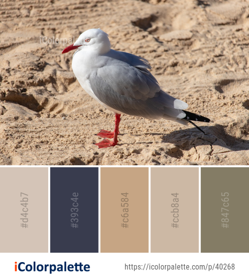 Color Palette Ideas from Bird Seabird Gull Image | iColorpalette