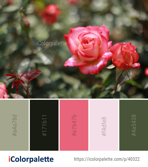 Color Palette Ideas from Rose Flower Family Image | iColorpalette