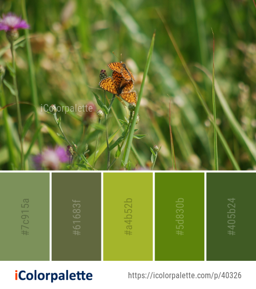 Color Palette Ideas from Insect Flower Nectar Image | iColorpalette
