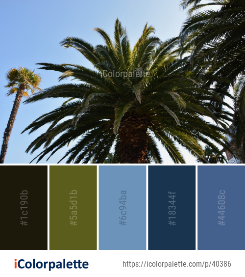 Color Palette Ideas from Tree Plant Palm Image | iColorpalette