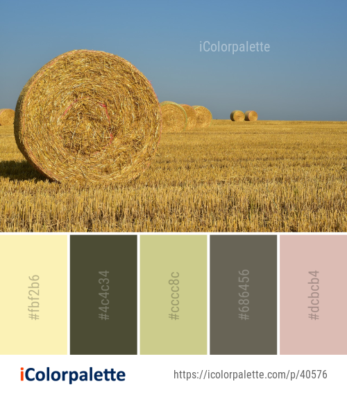 Color Palette Ideas from Hay Field Straw Image | iColorpalette