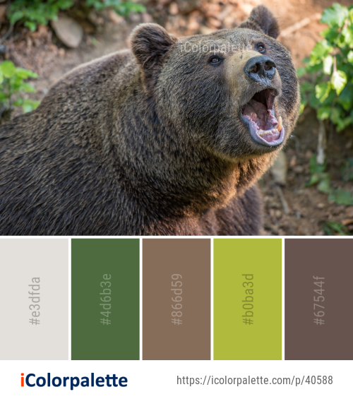 Color Palette Ideas from Brown Bear Terrestrial Animal Grizzly Image ...