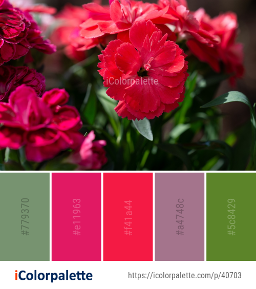 Color Palette Ideas from Flower Plant Pink Image | iColorpalette
