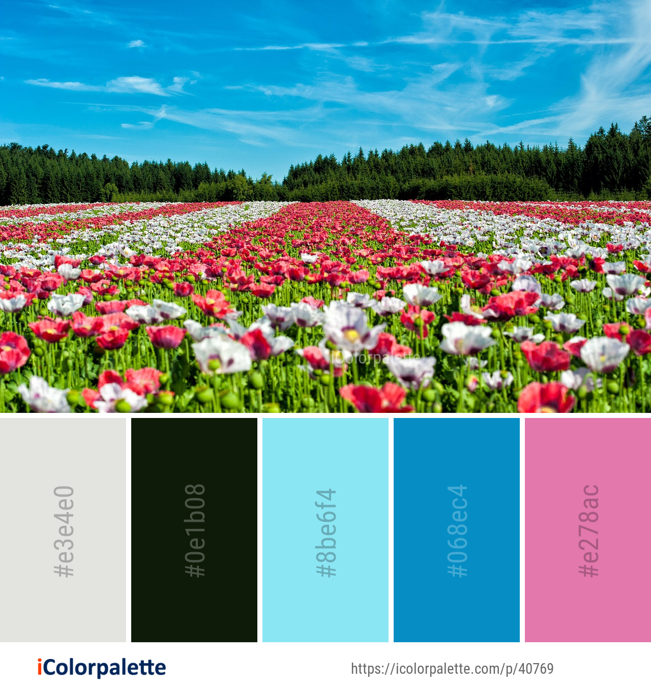 Color Palette Ideas from Flower Field Flowering Plant Image | iColorpalette